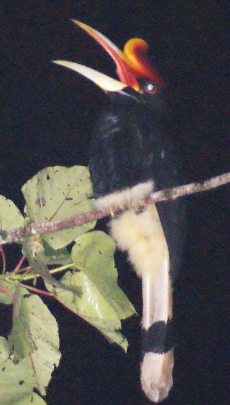 Southeast Asia Birds