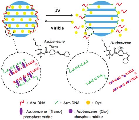 Azobenzene Based Photoswitchable Release System Incorporating Dna Download Scientific Diagram