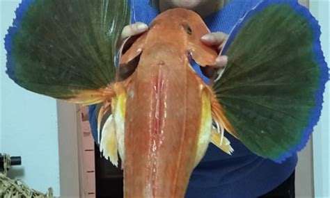 Riba U škrovadi Index Recepti