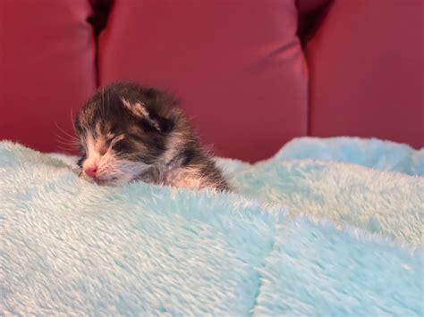 코리안숏헤어 건강이 프렌치불독크기 빠삐용크기 파피용크기 사모예드크기 스피츠크기 시바견크기 시베리안허스키크기 시츄크기 요크셔테리어