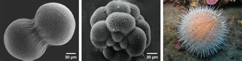Cell Division Boundless Biology