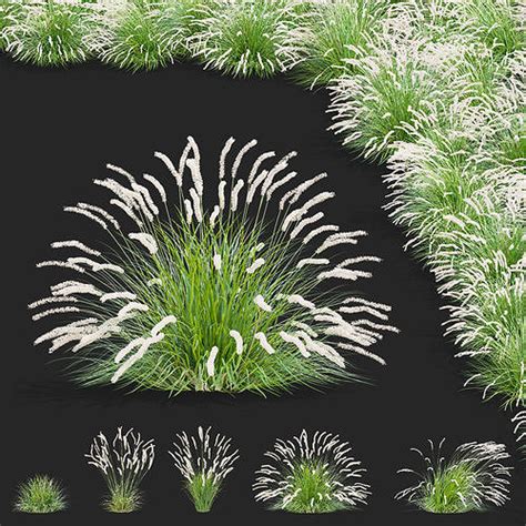 Melica Ciliata Ornamental Grass 3d Model Cgtrader