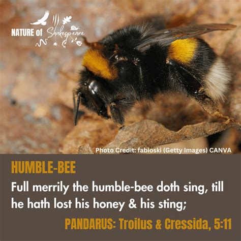 Humble Bumble Bee — The Nature Of Shakespeare
