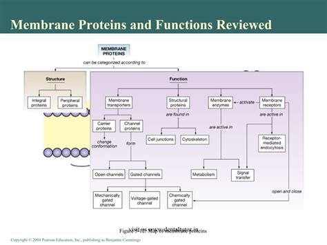 Membrane Dynamics Ppt Biological Sciences Science