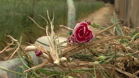 La Sequía Afecta Al Campo Y Deja Sin Claveles A Sevilla