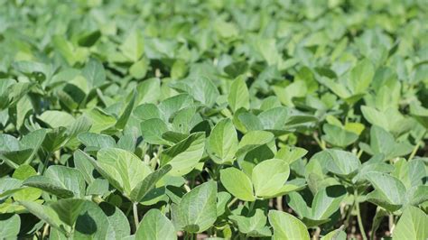 Becks Hybrids Flexes High Oleic Soybean Muscle