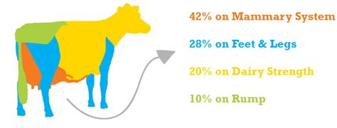 Holstein Canada Services Classification