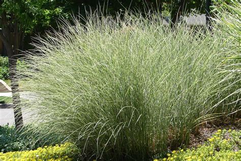 10 Best Ornamental Grasses For Zone 7