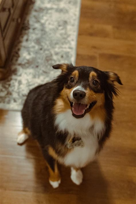 One of my favorite photos of him : r/MiniAussies
