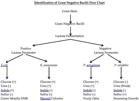 Solved Identification Of Gram Negative Bacilli Flow Chart Gram Stain Gram Negative Bacilli