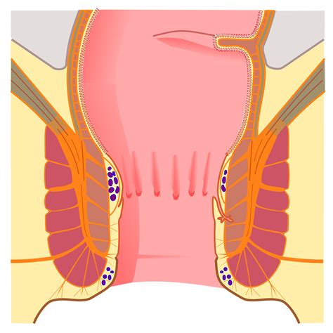 Human Anus Anatomy