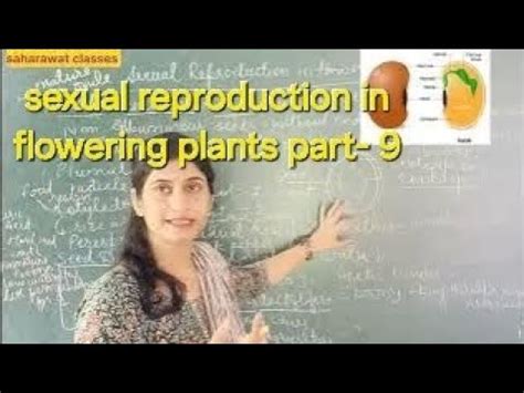 Seeds Fruits Sexual Reproduction In Flowering Plants Class XII Uppgtbiology DSSSB