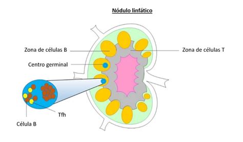 Células T Cooperadoras Foliculares British Society For Immunology