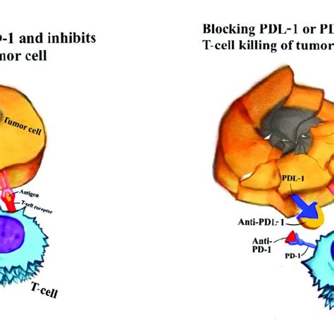 Treatment Recommendations For Different Irae Colitis Grades Reprinted