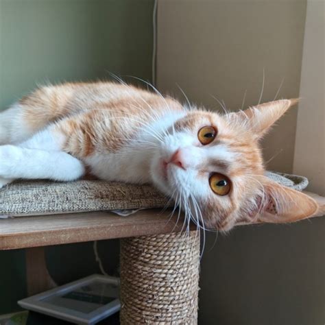Hashbrown Female Domestic Short Hair Cat In Vic Petrescue