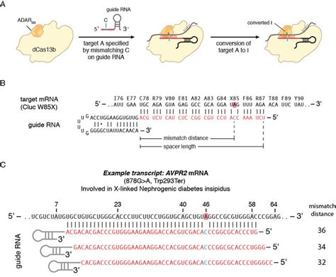 Cas13 — Zhang Lab