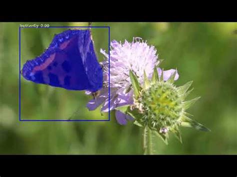 Pixellib Library Instance Segmentation Custom Dataset YouTube