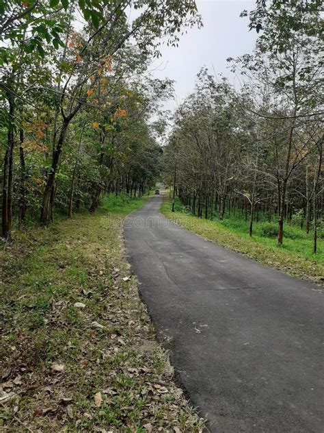 Tours In The Hills Pass Through Roads Between Rubber Trees Stock Image