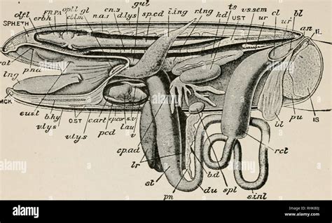 Frog Dissection Ovaries