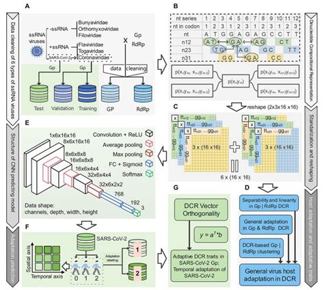 Deep Learning Based On Biologically Interpretable Genome Representation