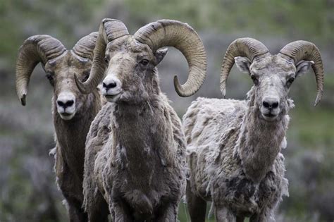 What Are RAMS Documents Risk Assessments And Method Statements
