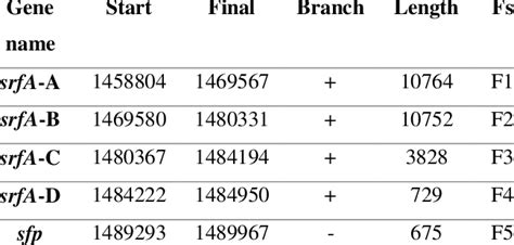 The Position Of Surfactin Nrps Biosynthesis Operon And Sfp Gene On Mj01