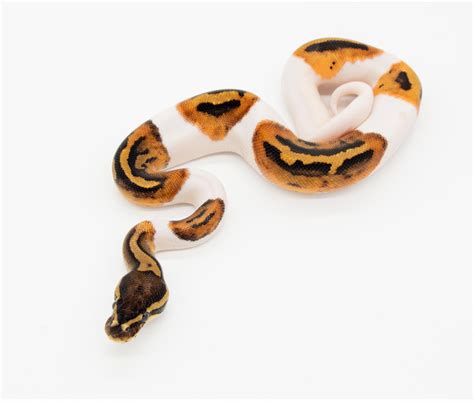 Leopard Pied Ball Python By Bradford Cole Morphmarket