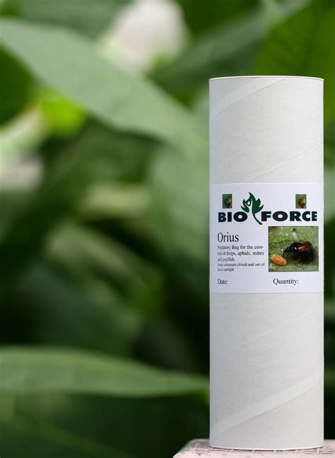 Orius For Thrips Control Generalist Predator Beneficial