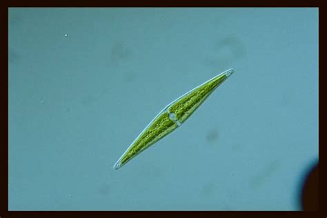 Protist Image Database