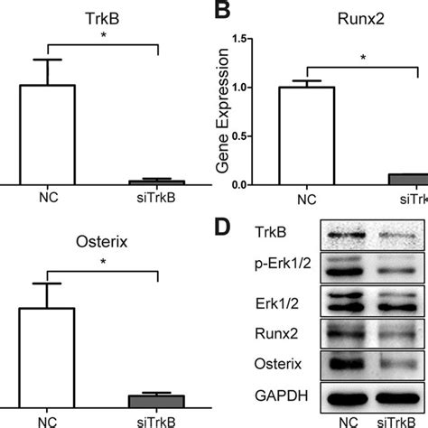 Erk Runx2 Osterix Expression After Trkb Knockdown Download Scientific