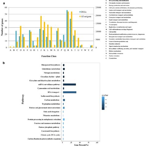 Functional Classification Of All Unigenes And Degs Using Cog And Kegg