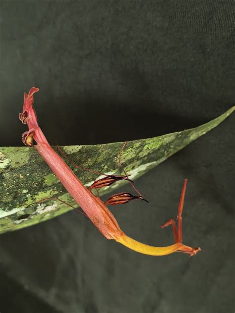Toxodera Integrifolia From 马来西亚沙巴建宁欧 On January 10 2025 At 04 00 Pm By