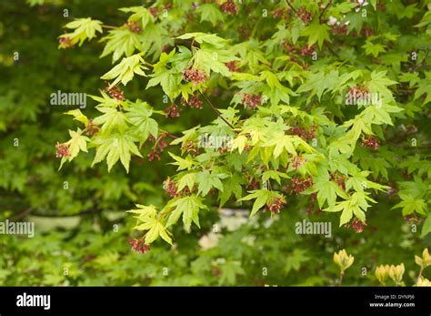 Acer Buergerianum Seedling