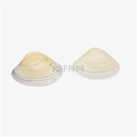 白色花蛤贝壳素材图片免费下载 千库网