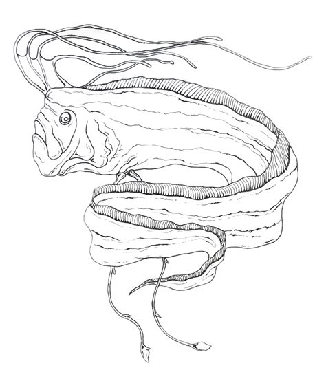 How To Draw And Color A Realistic Oarfish Step By Step