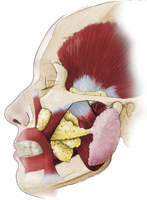 Bola Adiposa De Bichat Anatomía Y Técnicas Quirúrgicas Revisión De La