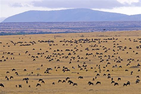 Annual Migration Background Images Hd Pictures And Wallpaper For Free