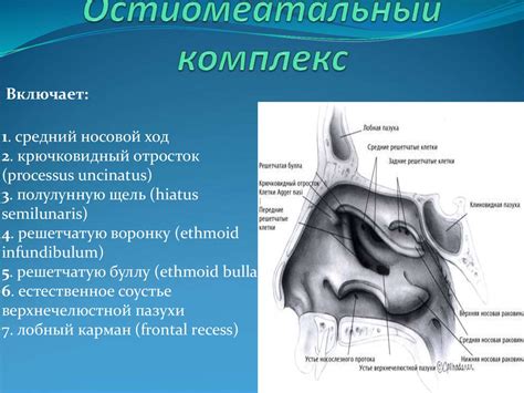Анатомия носа и околоносовых пазух. Наружный нос. Хрящи, вид спереди ...