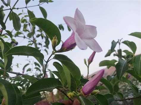 Cryptostegia Grandiflora Roxb Ex R Br Apocynaceae By Plants Of