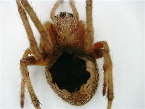 Spotted Orbweavers From 2gqcjc5 Talomo Davao City 8000 Davao Del