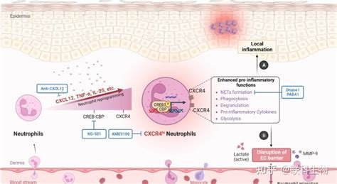 论文分享 皮肤炎症治疗新发现 知乎