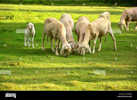 group of sheep Stock Photo - Alamy