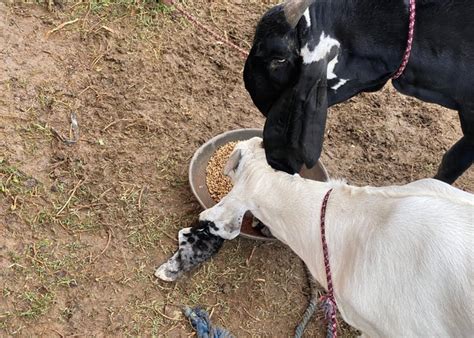 Goat Bloating Causes Symptoms Treatment And Prevention