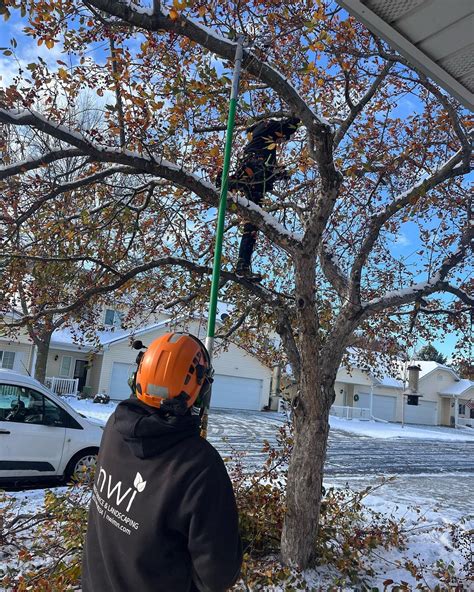 Roseville Tree Trimming Roseville Tree Trimming
