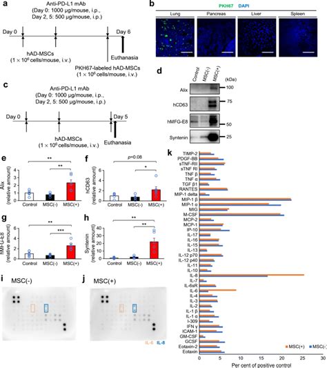Possible Secretome Mediated Immunomodulation By Mscs A Experimental Download Scientific