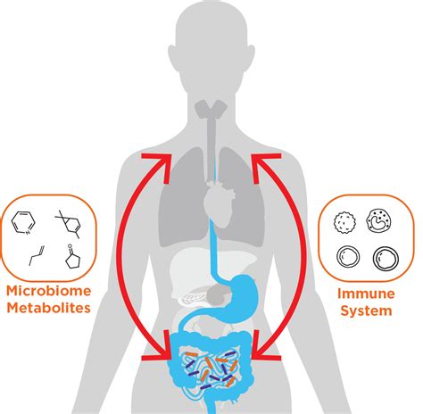 How The Gut Microbiome Influences Skin Health Exploring The Gut Skin Axis