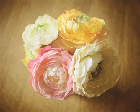 무료 이미지 자연 따뜻한 꽃잎 꽃다발 장미 꽃 봄 노랑 담홍색 그림 꽃들 플로리스트 리 모란 꽃 피는 식물 정원 장미 장미 가족 계약 꽃을