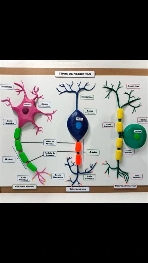 Maqueta Neuronas Neuronas En 2024 Maquetas De Celulas Como Hacer