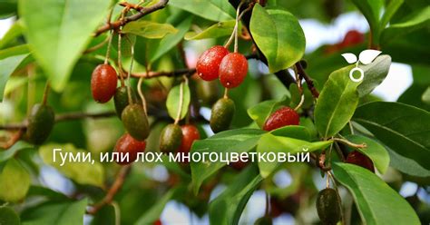 Гуми, или лох многоцветковый. Размножение, уход, выращивание. Фото ...