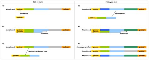 on genotyping polymorphic hla genes — ambiguities and quality measures